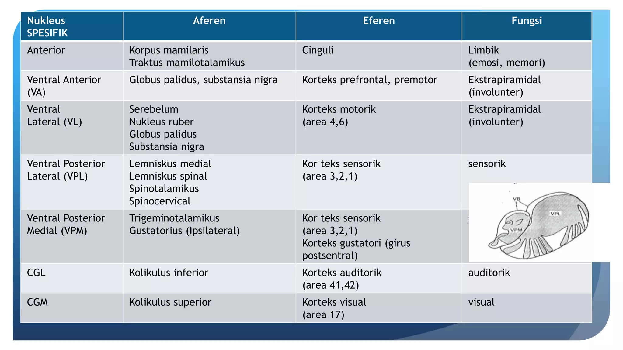 Diensefalon ppt | PPTX