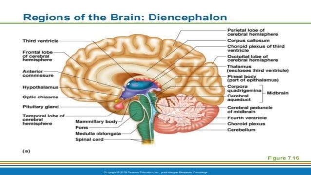 Diensefalon ppt | PPT