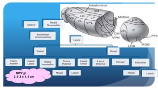 Diensefalon ppt | PPT