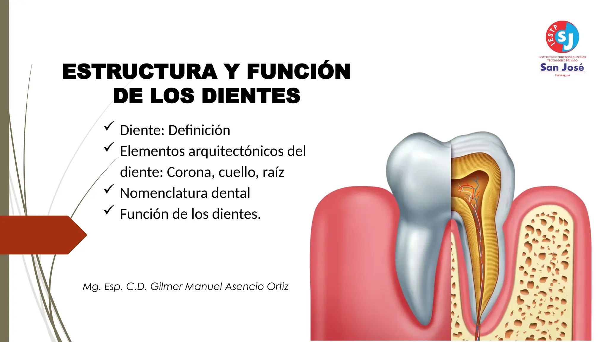 Diente_definición_partes_nomenclatura_función.pptx