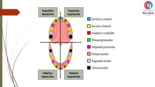 Diente_definición_partes_nomenclatura_función.pptx