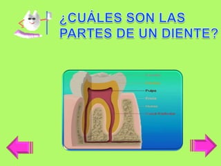 Dientes | PPTX