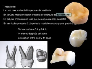 Dentición humana | PPT