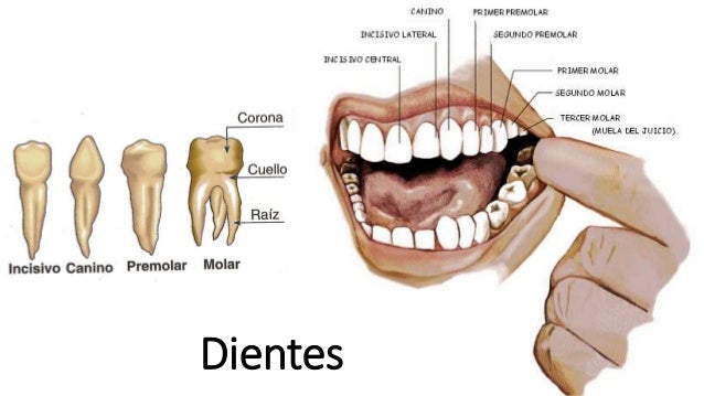 Dientes