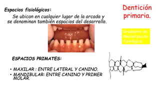 Dientes Deciduos Pptx