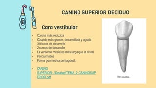 DIENTES DECIDUOS - LUISA SALCEDO.pptx