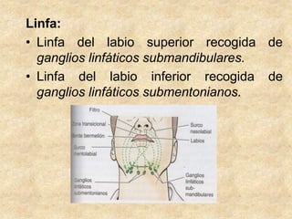 Dientes, encias y mejillas | PPTX