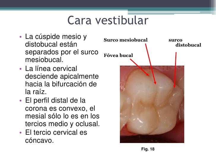 Dientes posteriores completas 1