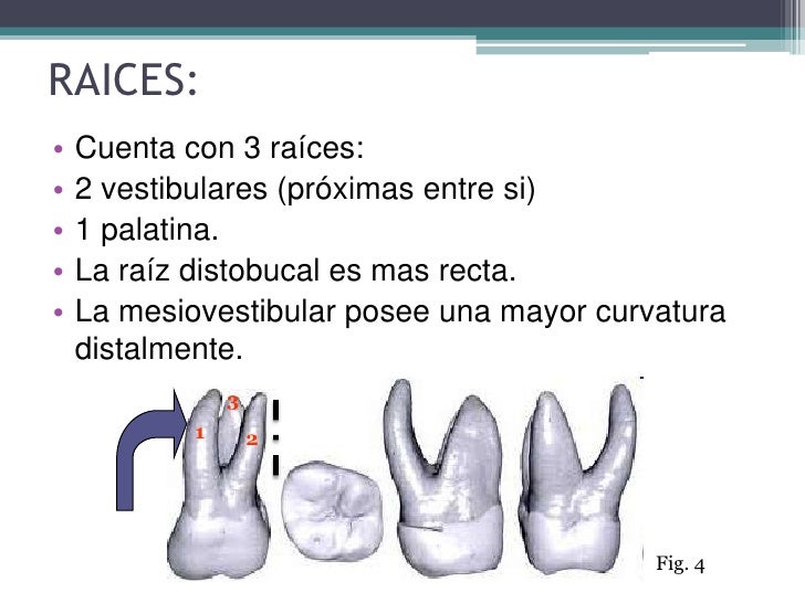 Dientes posteriores completas 1