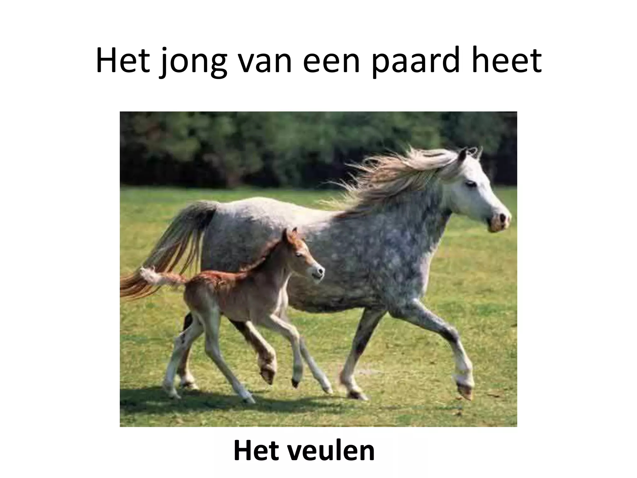 Dieren stijlmap | PPT