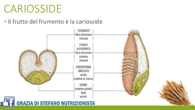 Il grano nella dieta Mediterranea