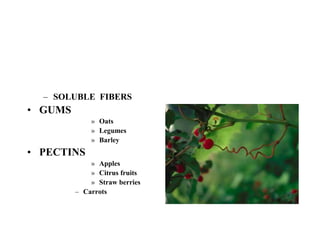 dietary fibre.ppt