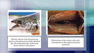 deficiency & imbalances due to dietary components in fish | PPTX