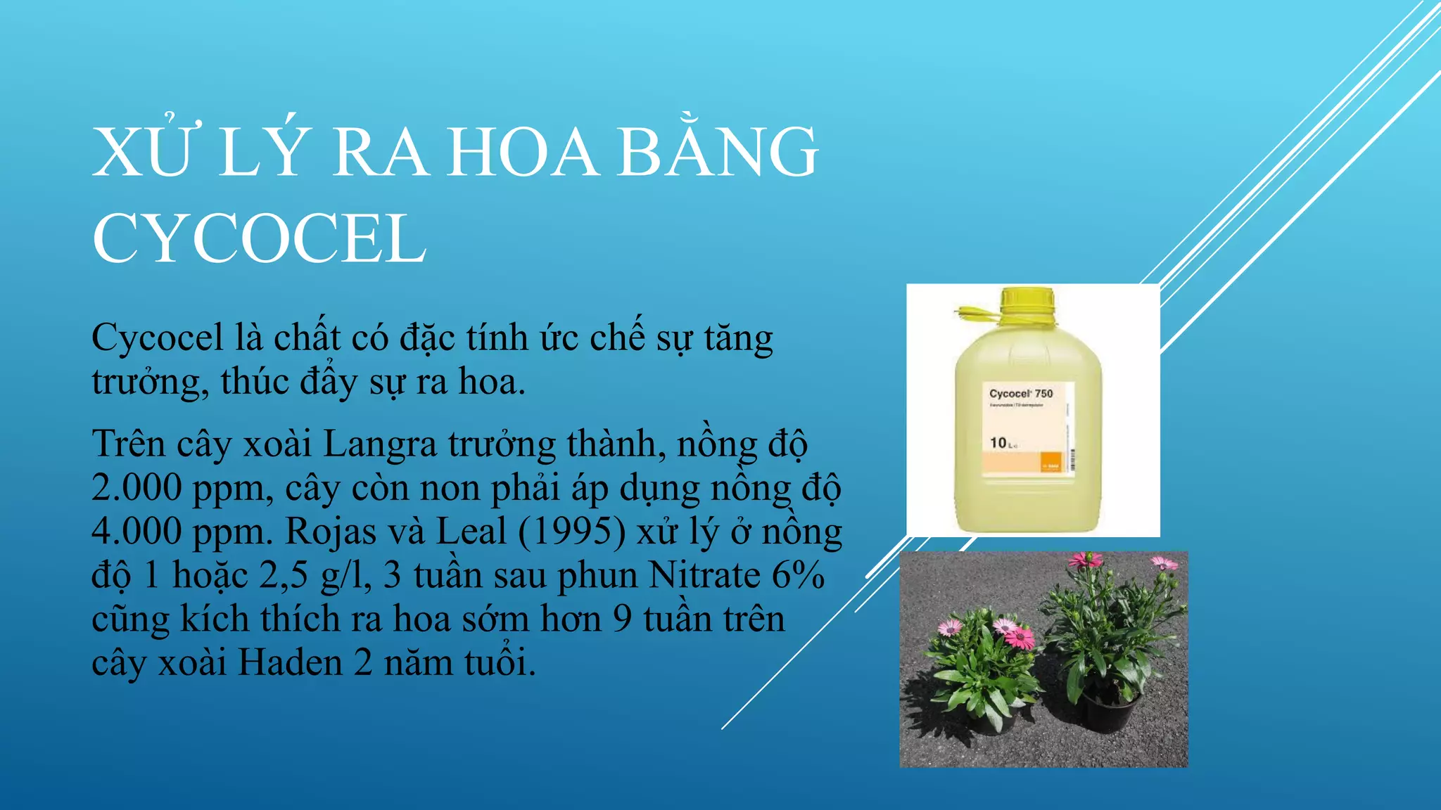 Dieu khien ra hoa | PDF