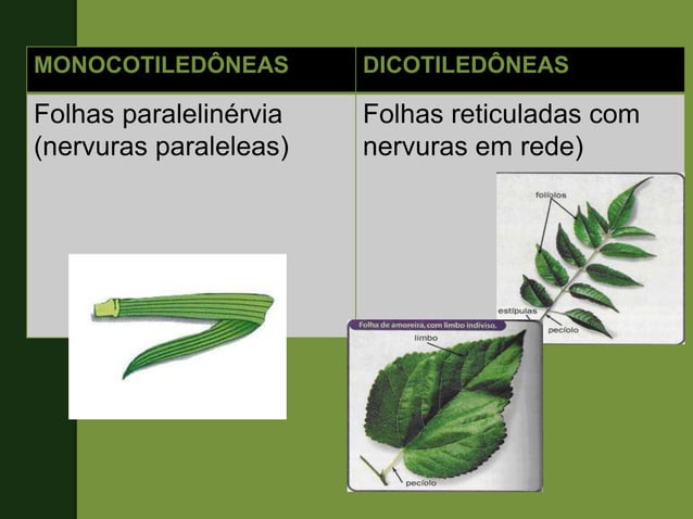 Diferenças entre monocotiledôneas e dicotiledôneas | PPTX