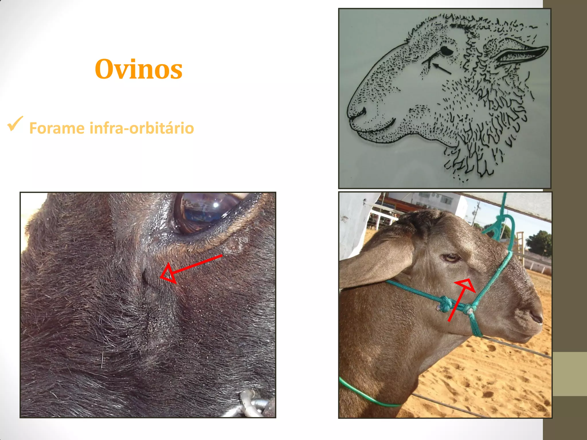 Diferenças entre ovinos e caprinos | PDF