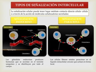 Diferenciación celular en animales. | PPTX