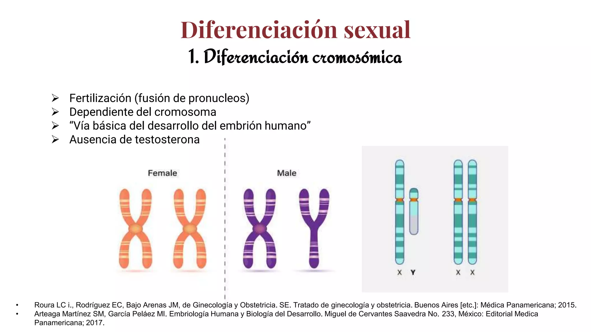 Diferenciación sexual | PPTX
