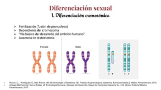 Diferenciación Sexual