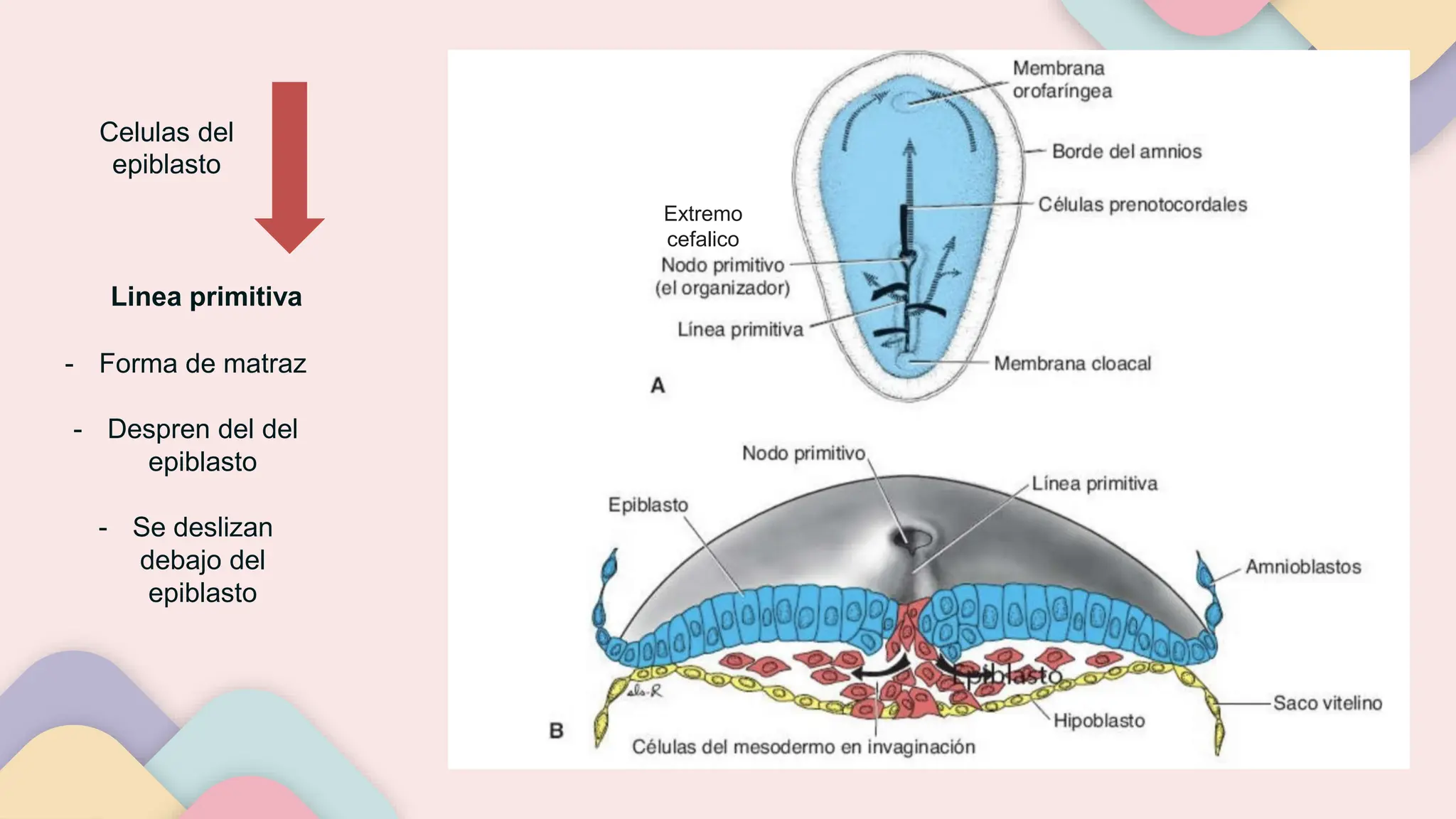 DIFERENCIACION DE LAS CAPAS GERMINATIVAS (1).pptx