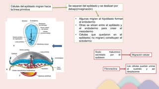 DIFERENCIACION DE LAS CAPAS GERMINATIVAS (1).pptx