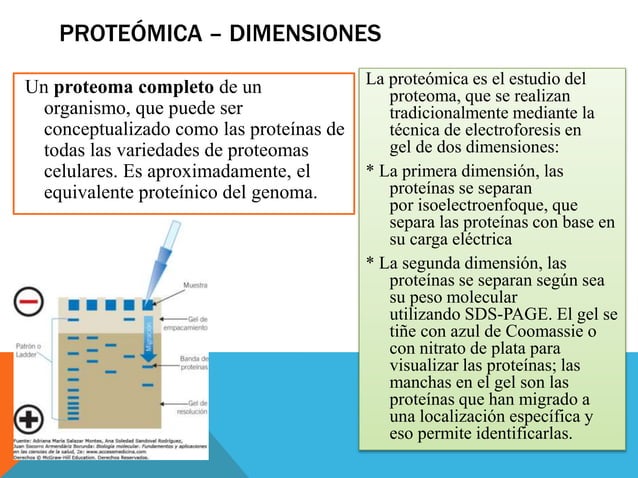 Diferencia entre proteoma y genoma- Lizbeth Sosa | PPT