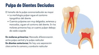 Diferencias anatómicas y morfológicas entre la dentición decidua y ...