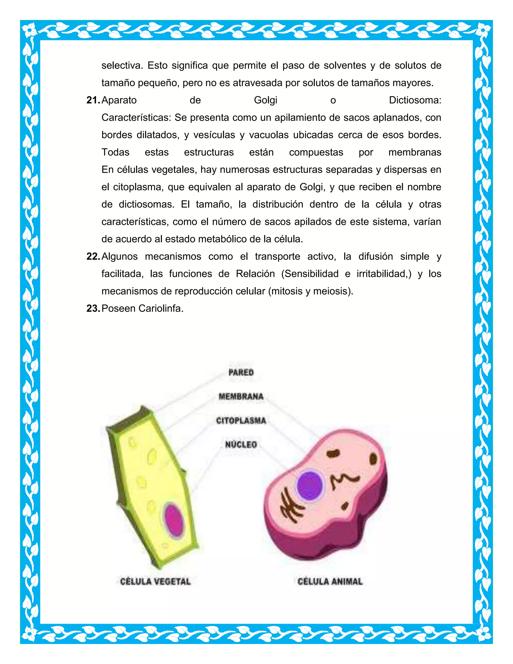 Diferencias entre celula animal y vegetal | DOCX | Biological Sciences ...