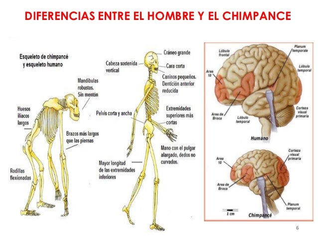 Hombre vs Mono – Homo Sapiens Del Siglo XXI