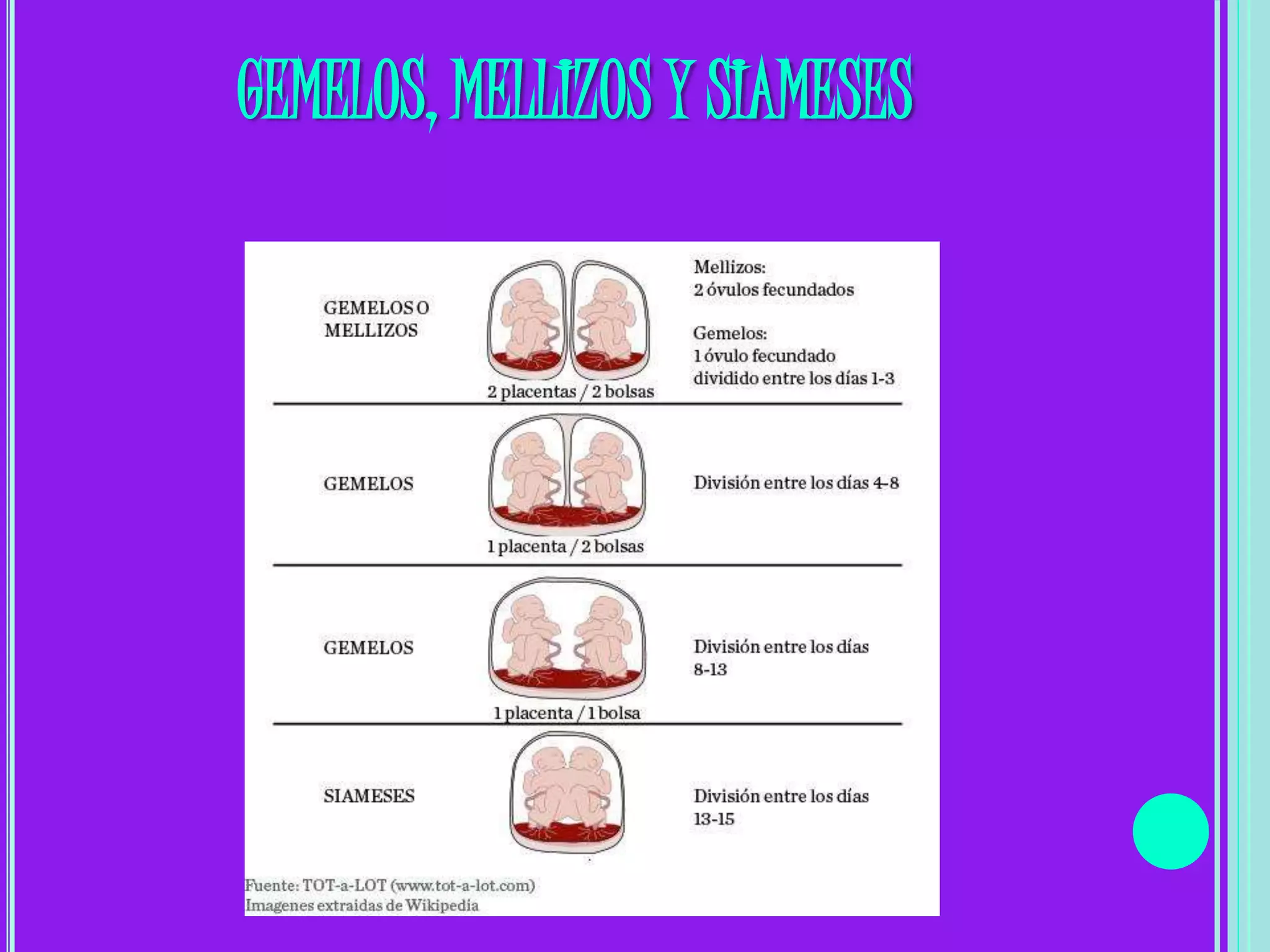 Las 10 Diferencias Entre Gemelos Y Mellizos – TSQK