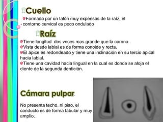 Diferencias entre la dentadura infantil y la dentadura | PPTX