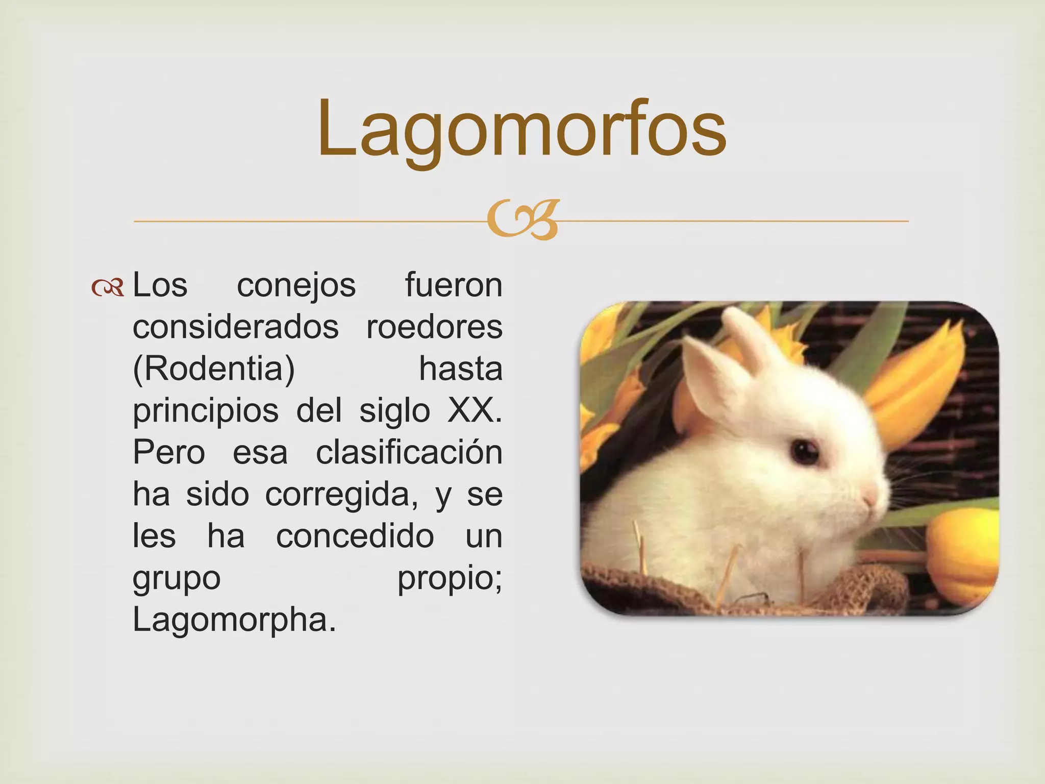 Diferencias entre lagomorfos y roedores | PPTX