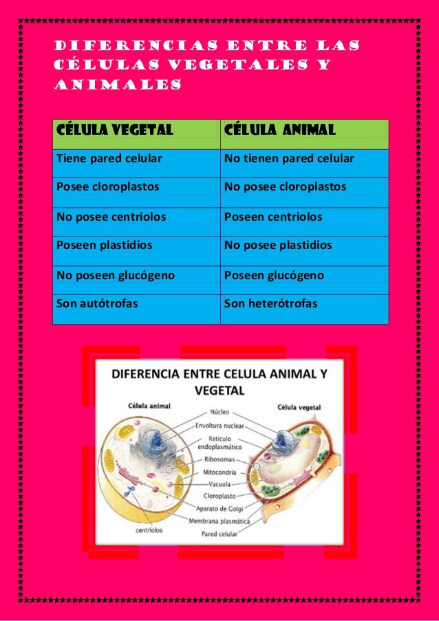 Diferencias Y Semejanzas Entre Celula Animal Y Vegetal Cuadro 74A