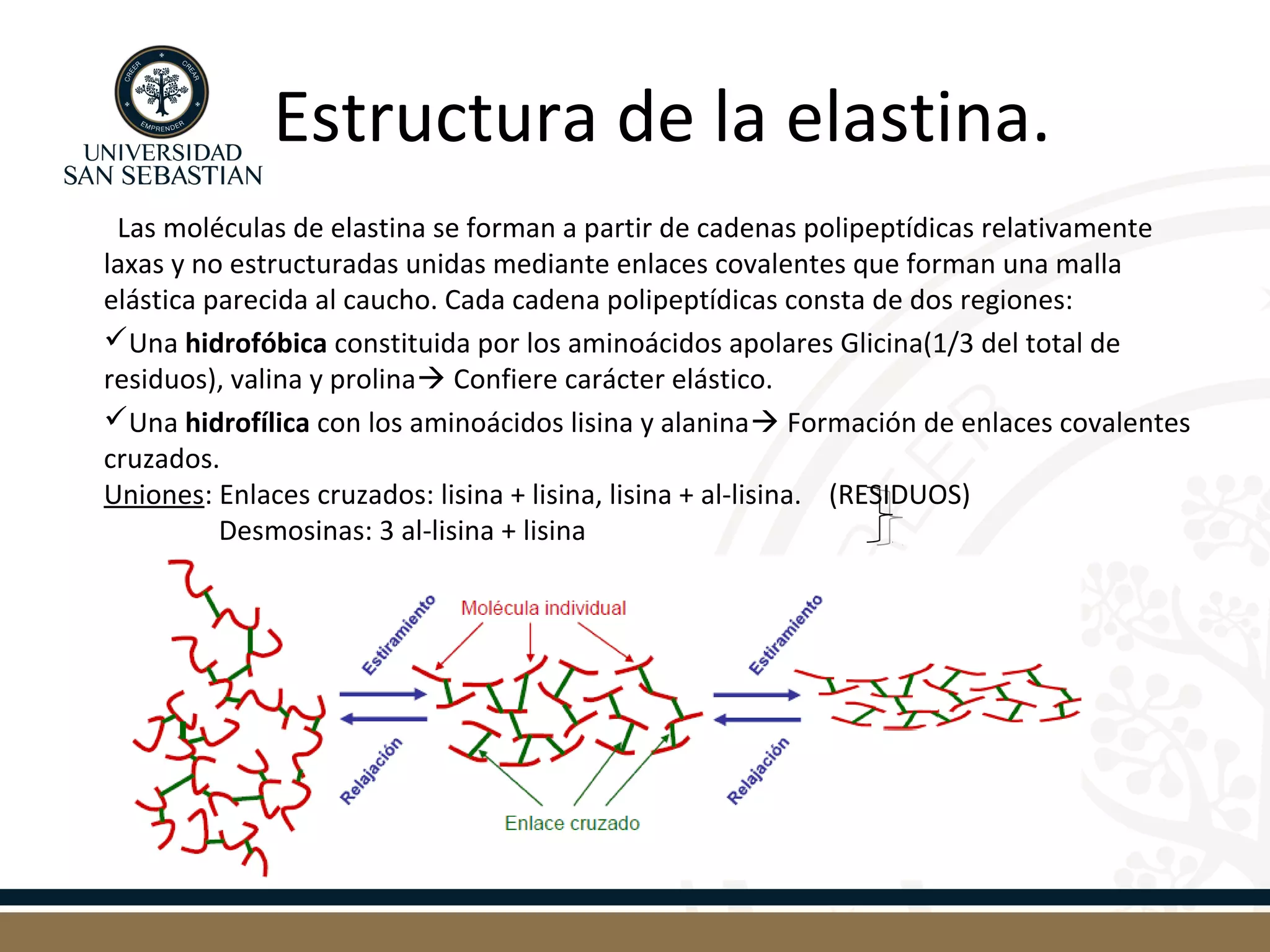 Diferencias estructurales y funcionales entre el colageno y la elastina ...