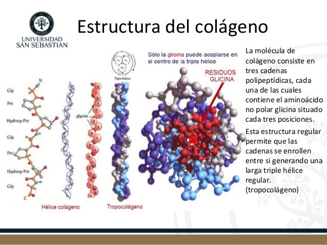 Estrutura De Colageno Tipo 1