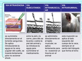 Diferencias vias parenterales en animales | PDF