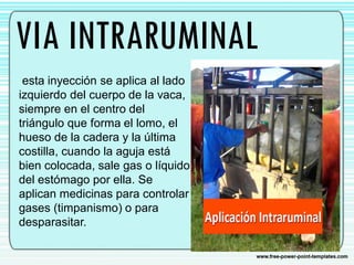 Diferencias vias parenterales en animales | PDF