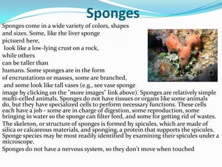 Diferent animals inside the sea | PPTX | Large Animals | Pets