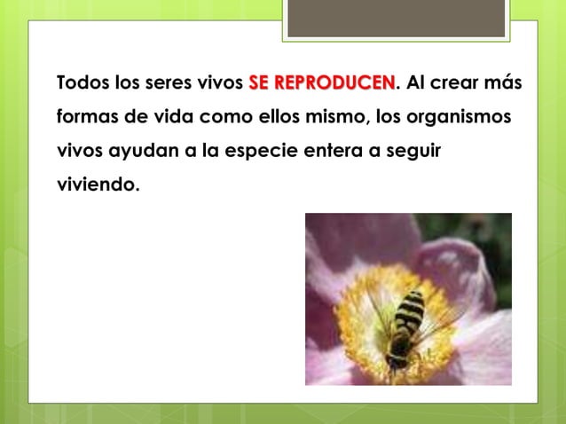 Diferentes ciclos de vida | PPTX