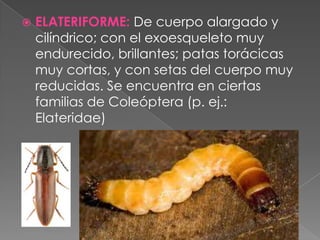 Diferentes tipos de huevos, larvas y pupas de insectos | PPTX