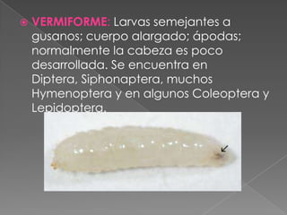 Diferentes tipos de huevos, larvas y pupas de insectos | PPTX