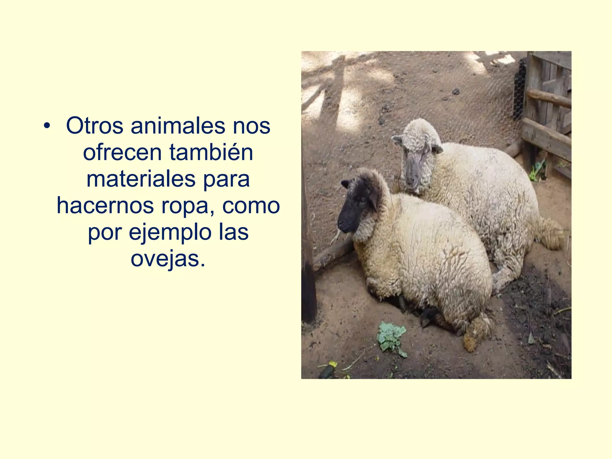 Diferencia entre animales domésticos y salvajes | PPT | Pets