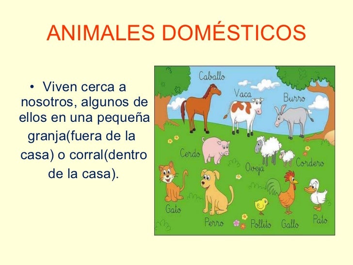 diferencia entre animales domesticos y salvajes