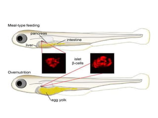 Diff. beta cells | PPTX