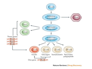 Diff. beta cells | PPTX