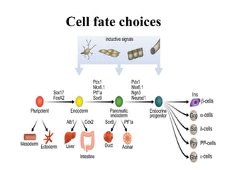 Diff. beta cells | PPTX