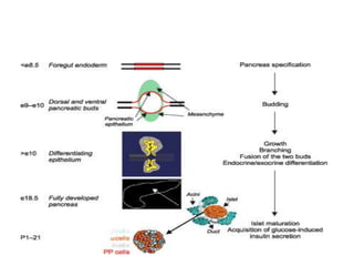 Diff. beta cells | PPTX
