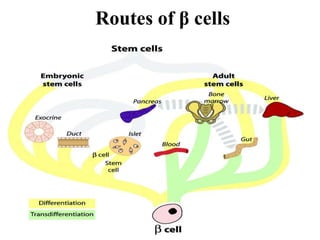 Diff. beta cells | PPTX