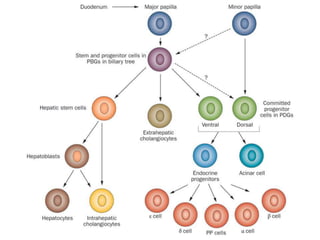 Diff. beta cells | PPTX
