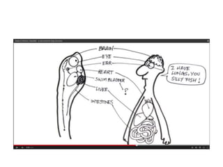 Diff. beta cells | PPTX